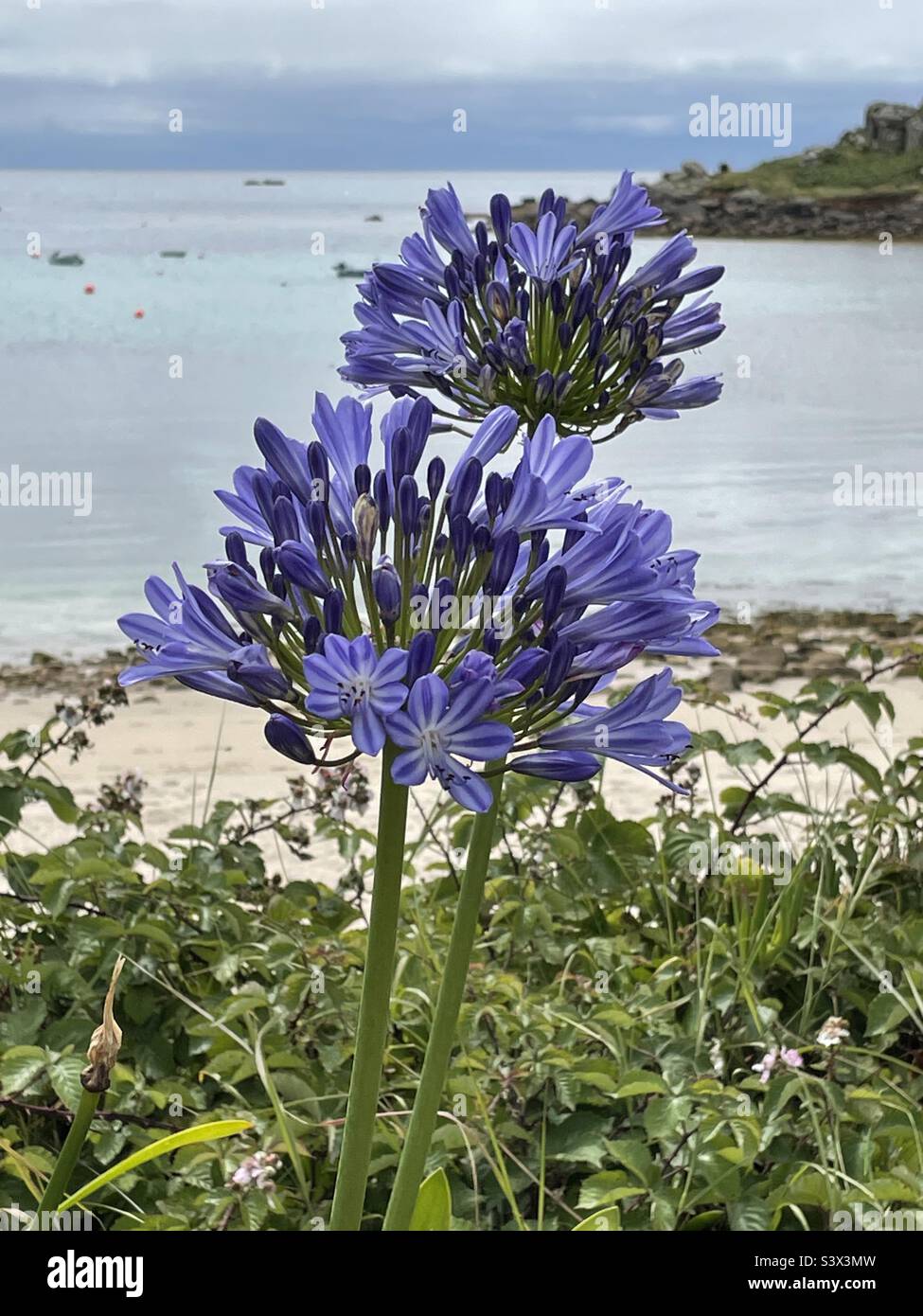 Purple flowers growing on beach hi-res stock photography and images - Alamy