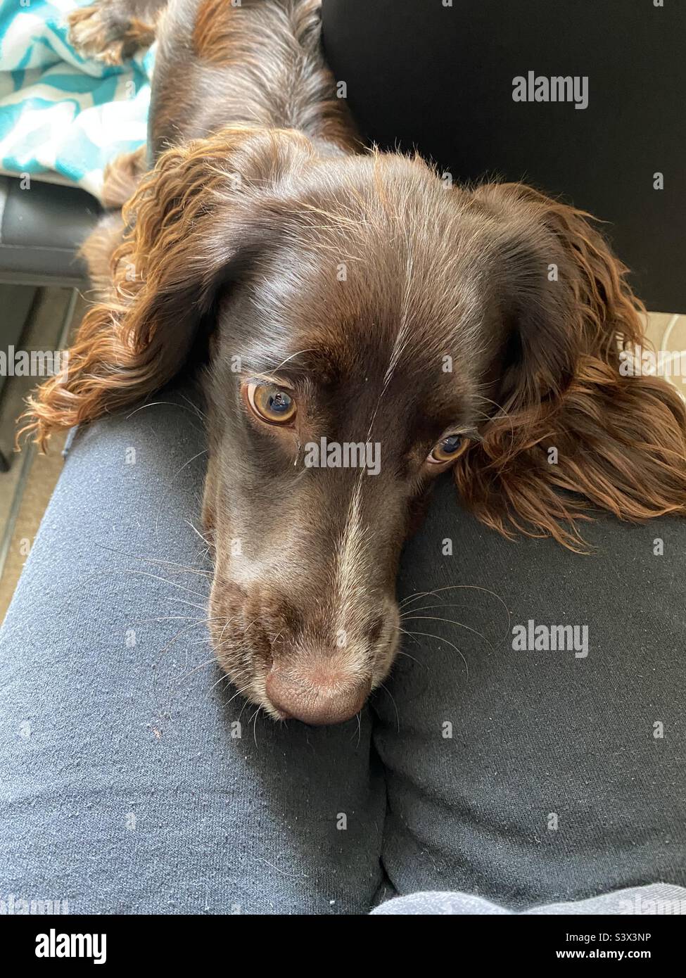 Cocker spaniel cuddles Stock Photo - Alamy