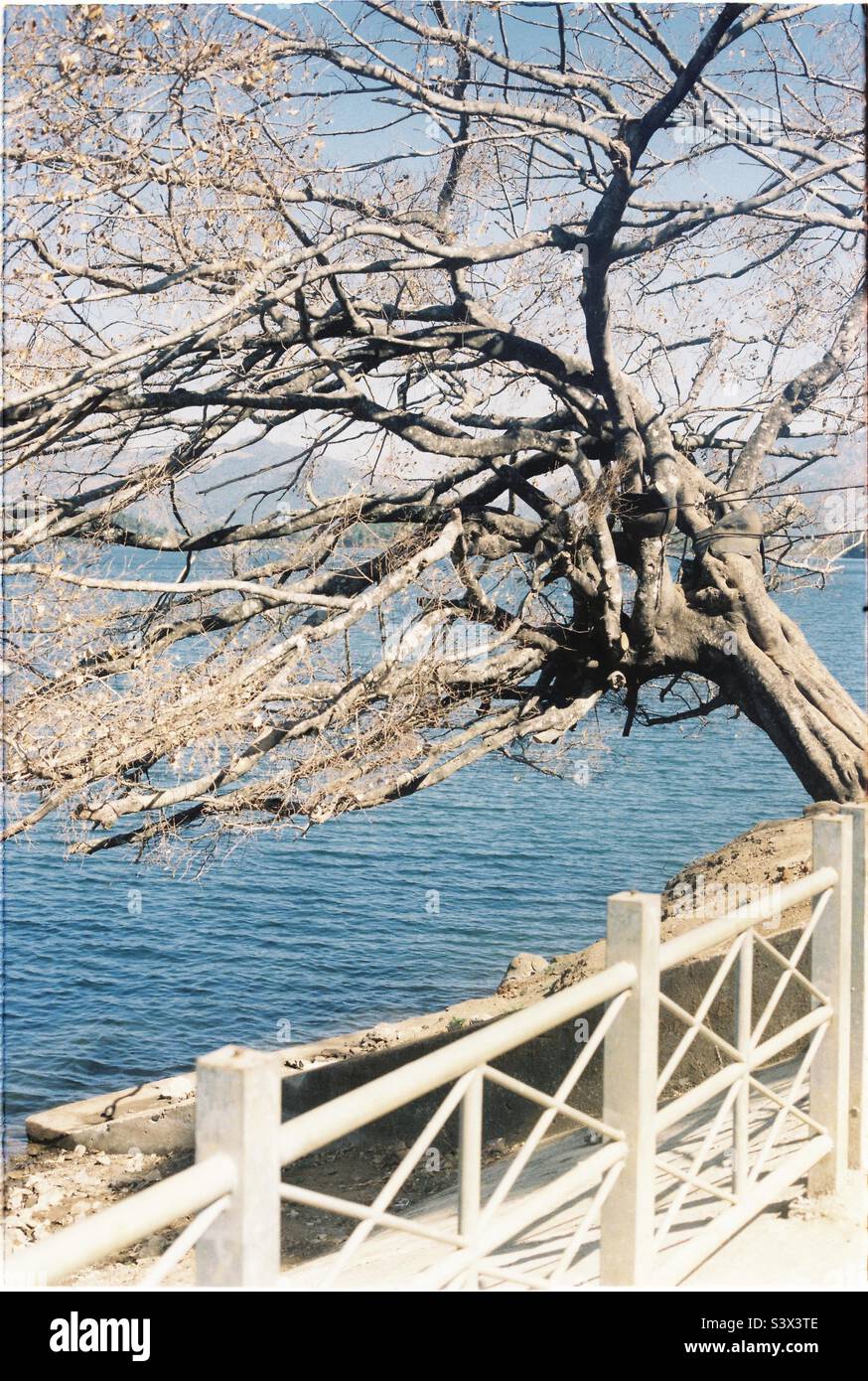 Spirit lake trees hi-res stock photography and images - Alamy