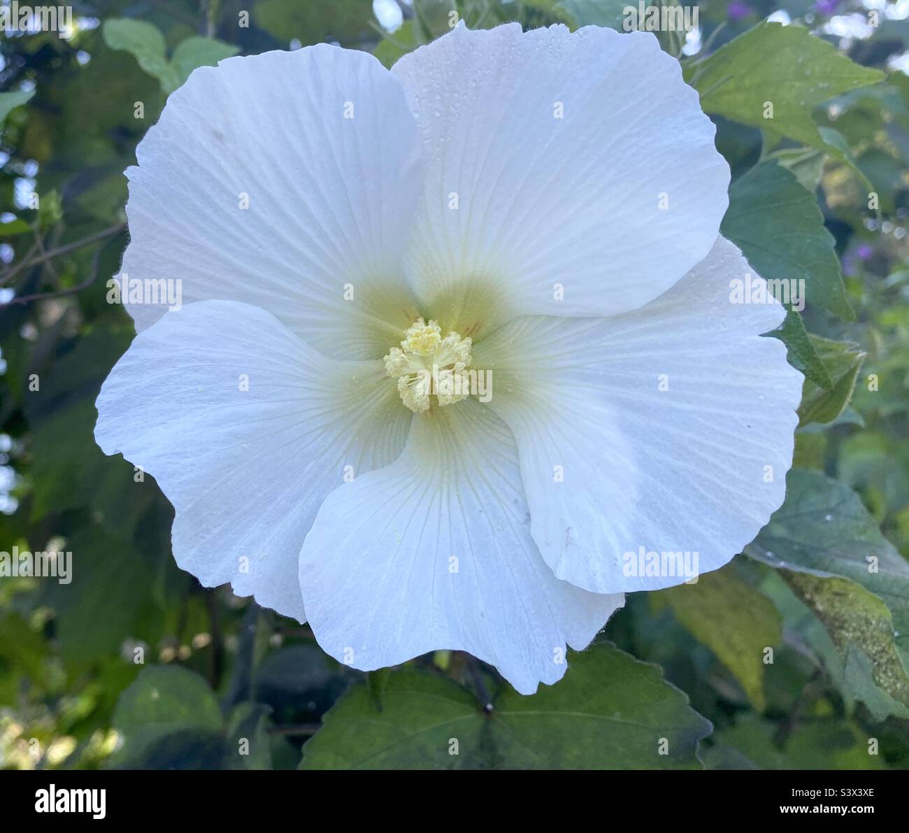 Rise mallow hi-res stock photography and images - Alamy