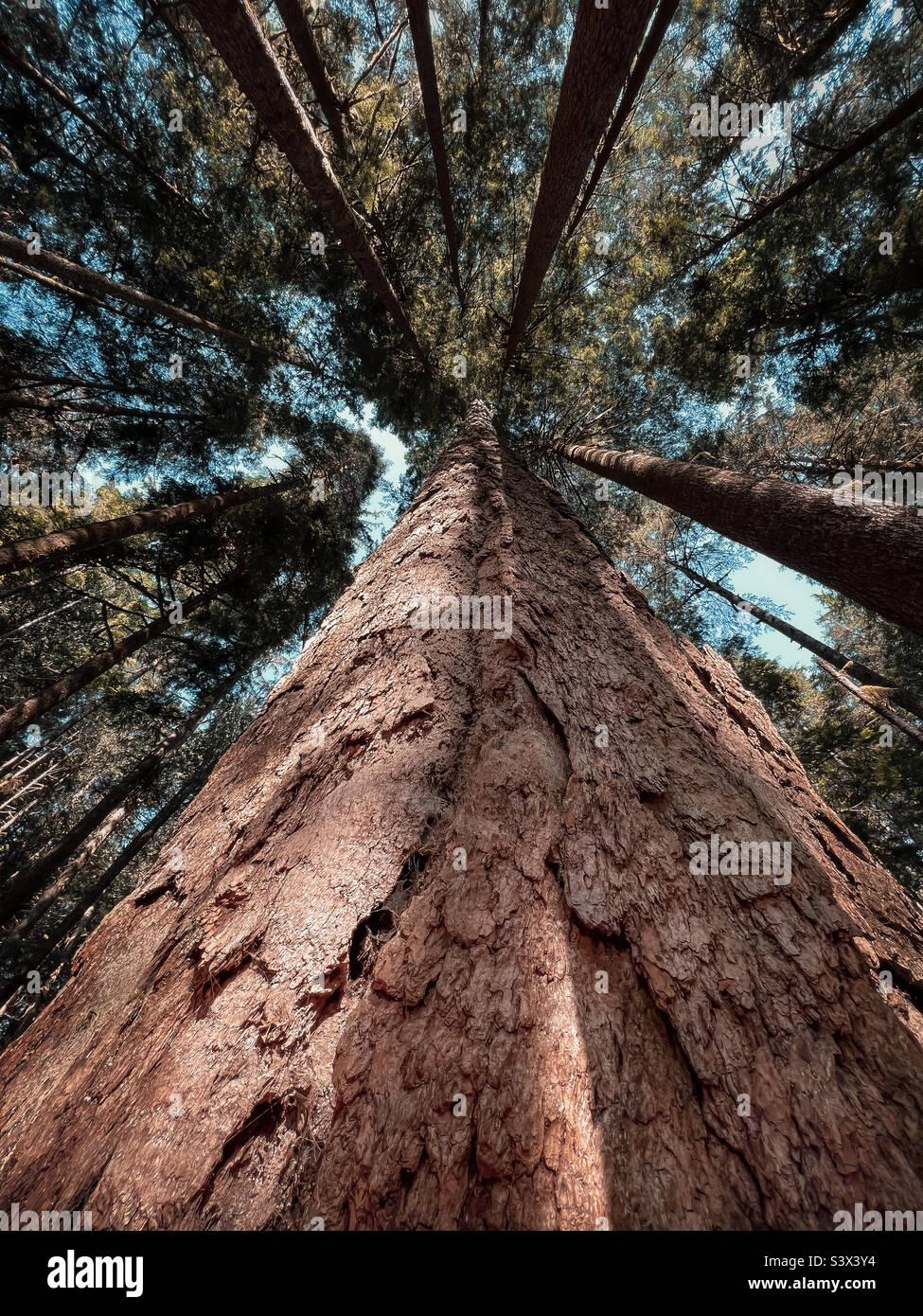 Old growth hi-res stock photography and images - Alamy