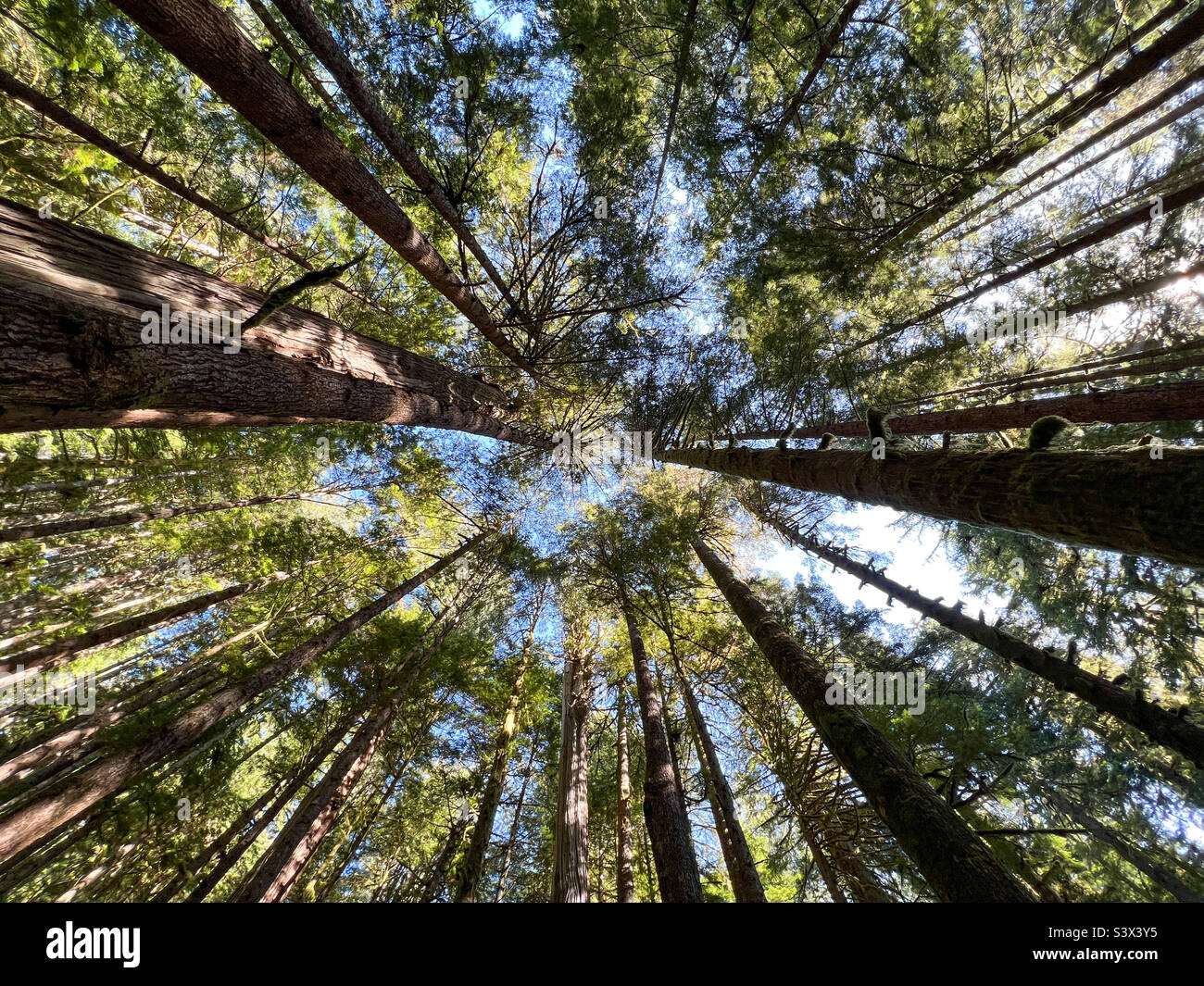 Avatar grove vancouver island hi-res stock photography and images - Alamy