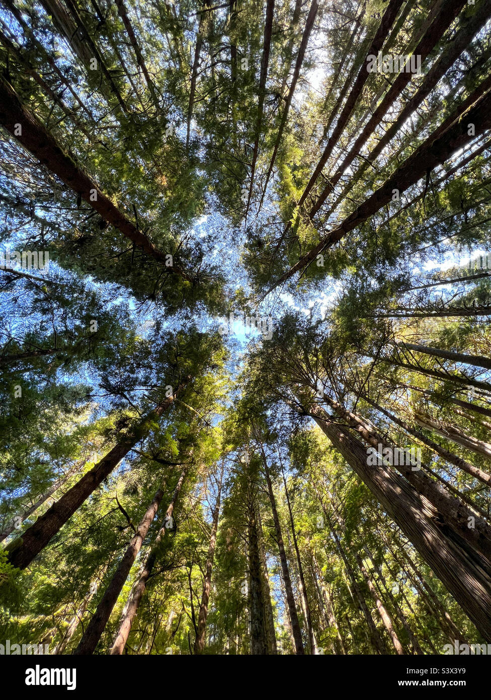 Avatar grove hi-res stock photography and images - Alamy