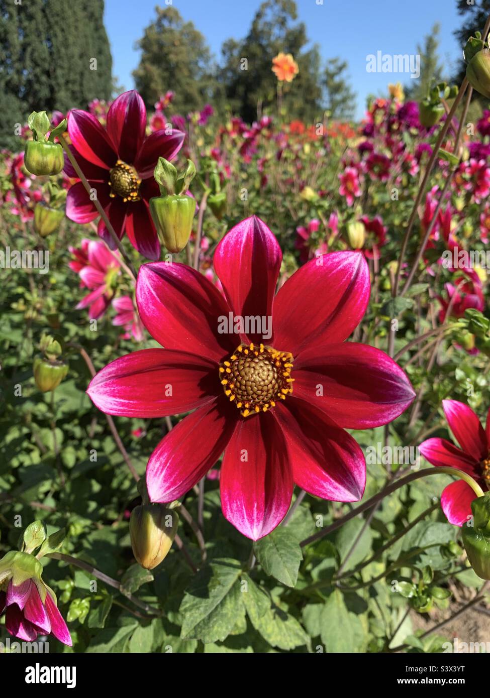 Pink flower power hi-res stock photography and images - Alamy