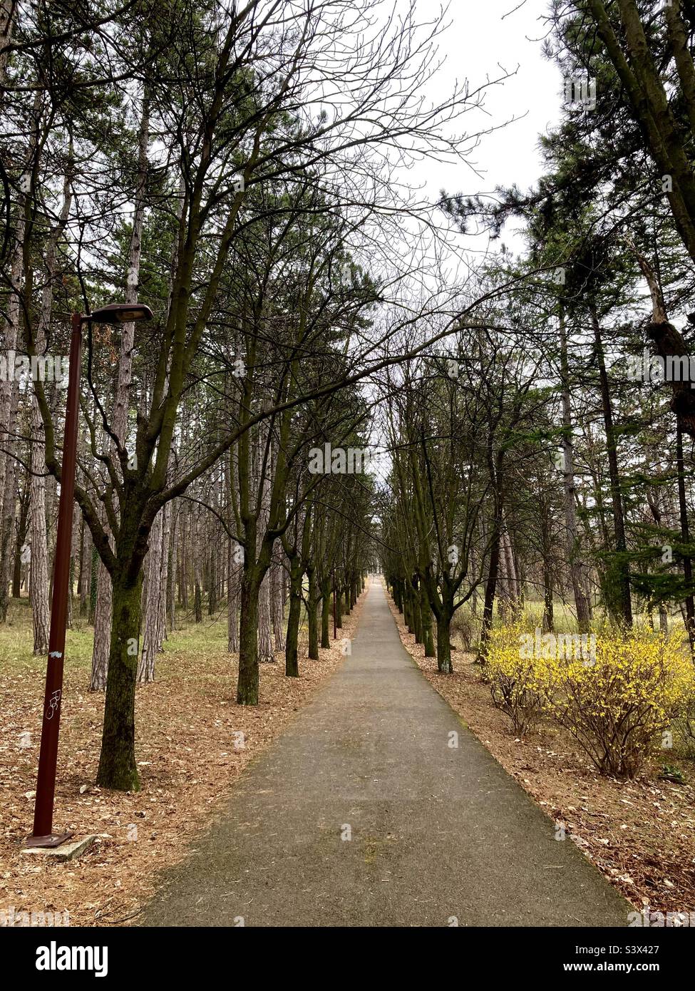 Parallel Lines On A Tree