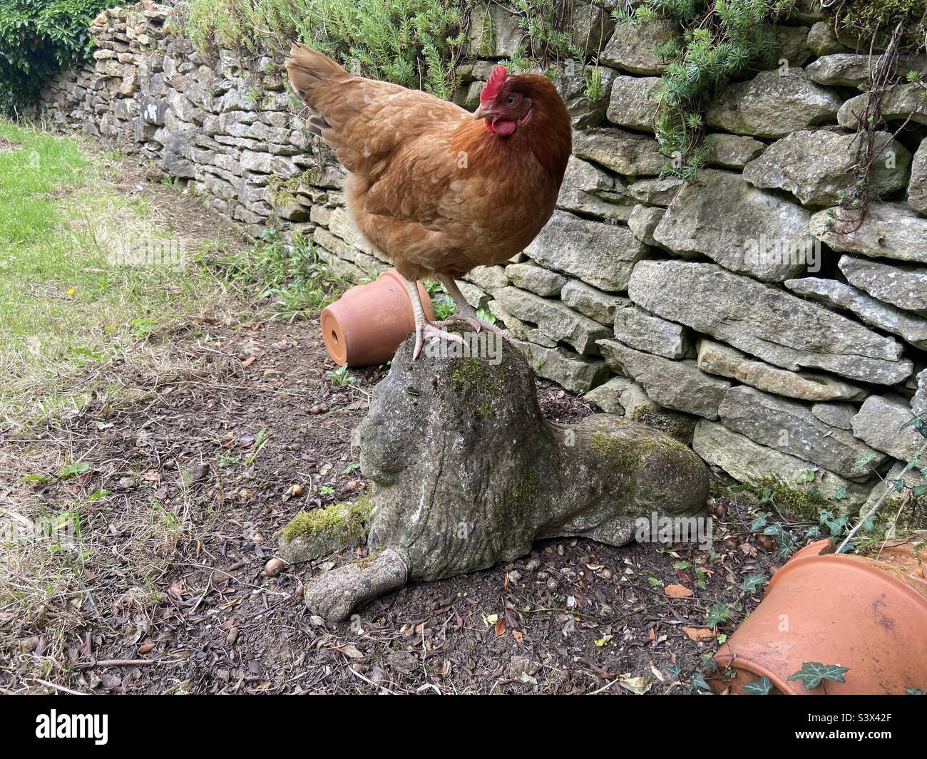 Stone hen hi-res stock photography and images - Alamy