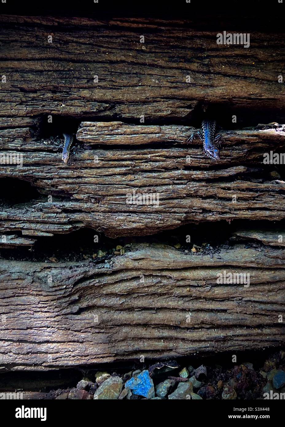 Penny lizards hi-res stock photography and images - Alamy