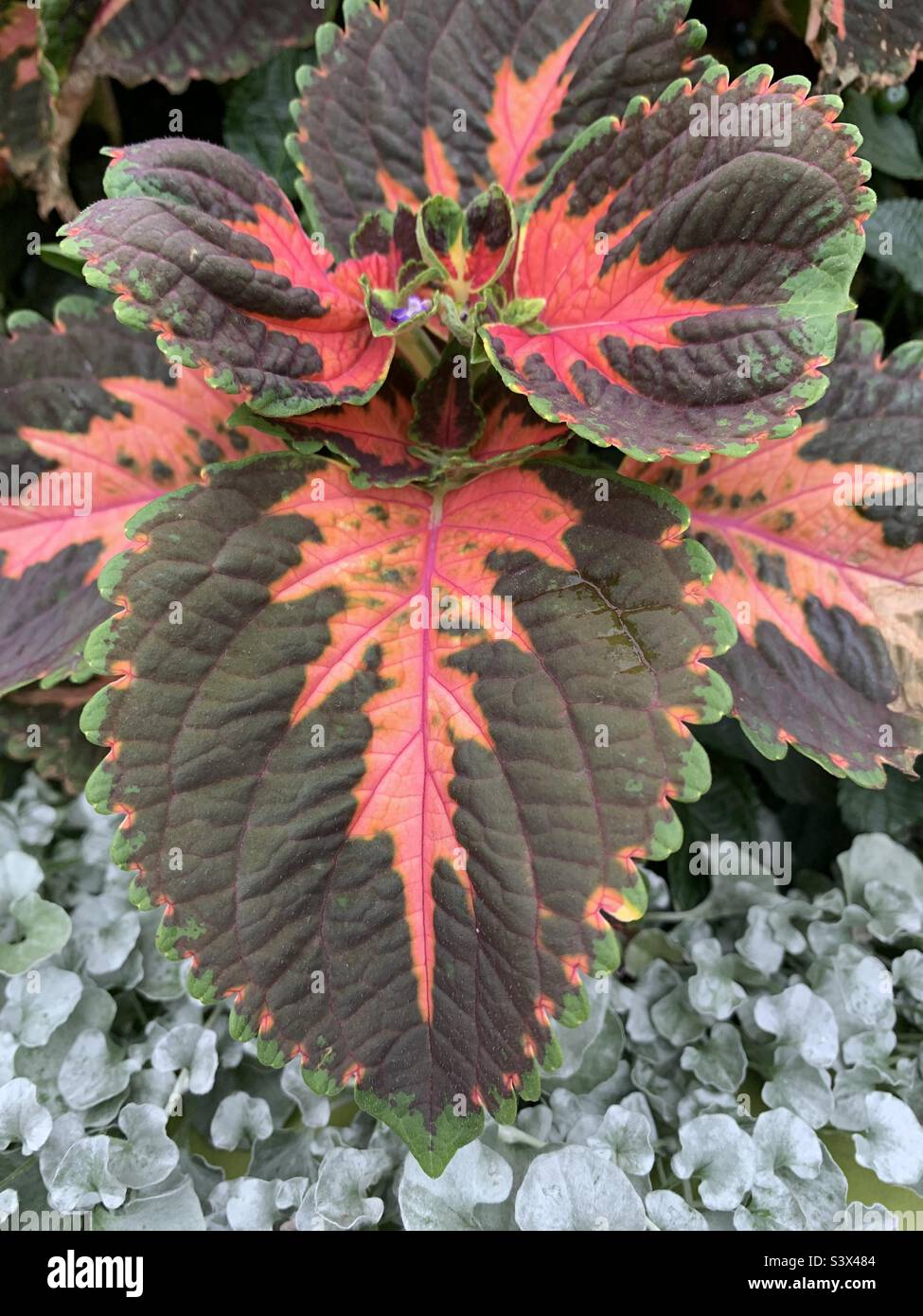 Coleus solenostemon scutellarioides hi-res stock photography and images - Alamy