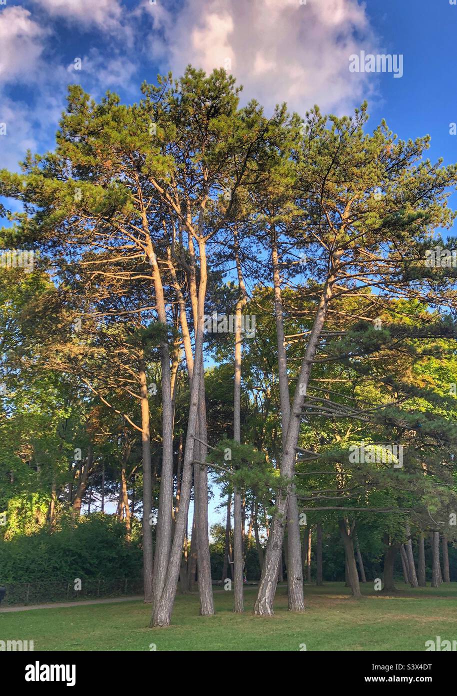 A group of trees in High Park, Toronto Stock Photo - Alamy