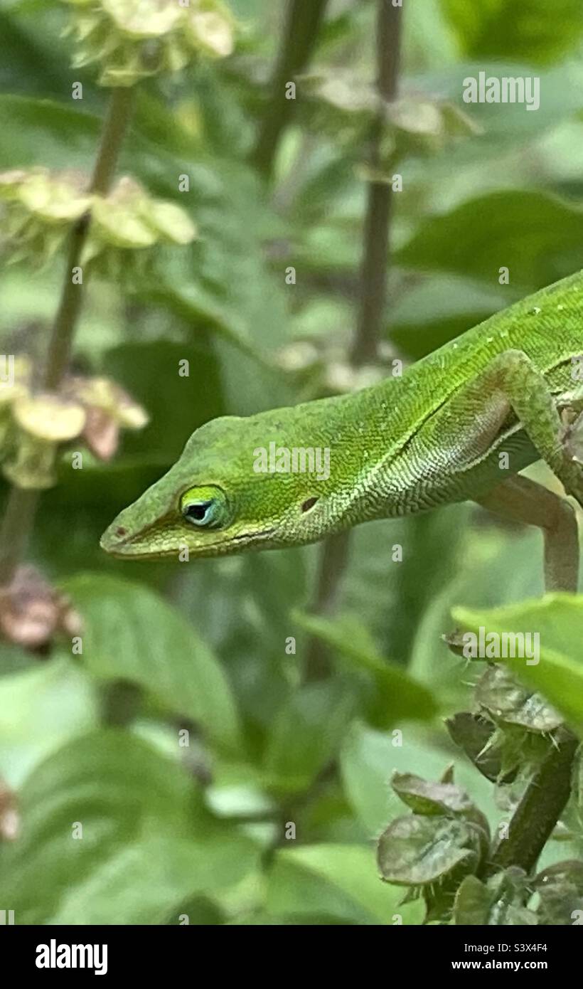 Stalking bugs hi-res stock photography and images - Alamy