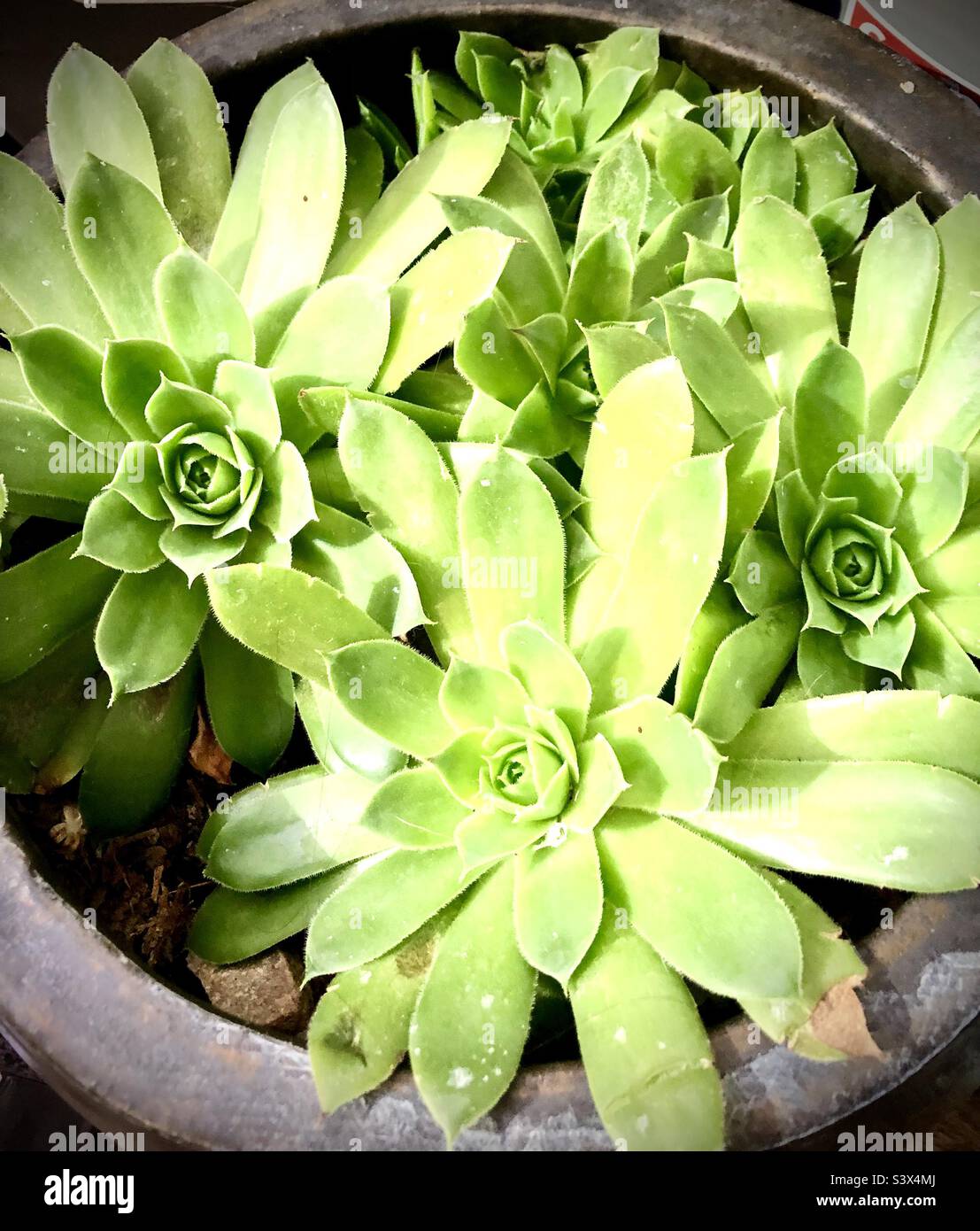 Succulents pot hi-res stock photography and images - Alamy