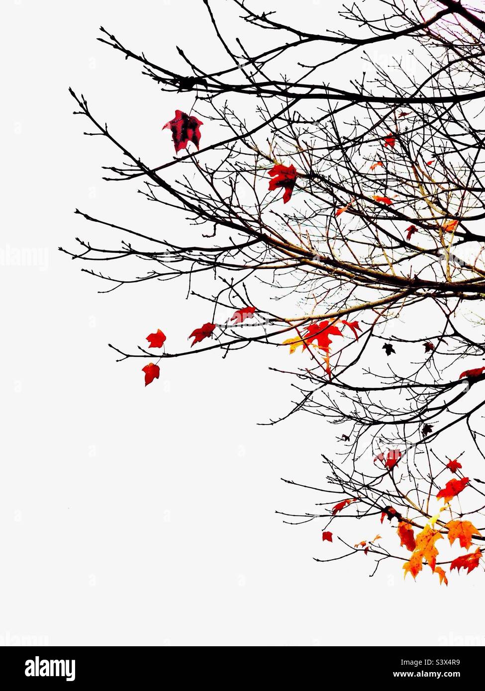Sparse autumn leaves Stock Photo - Alamy
