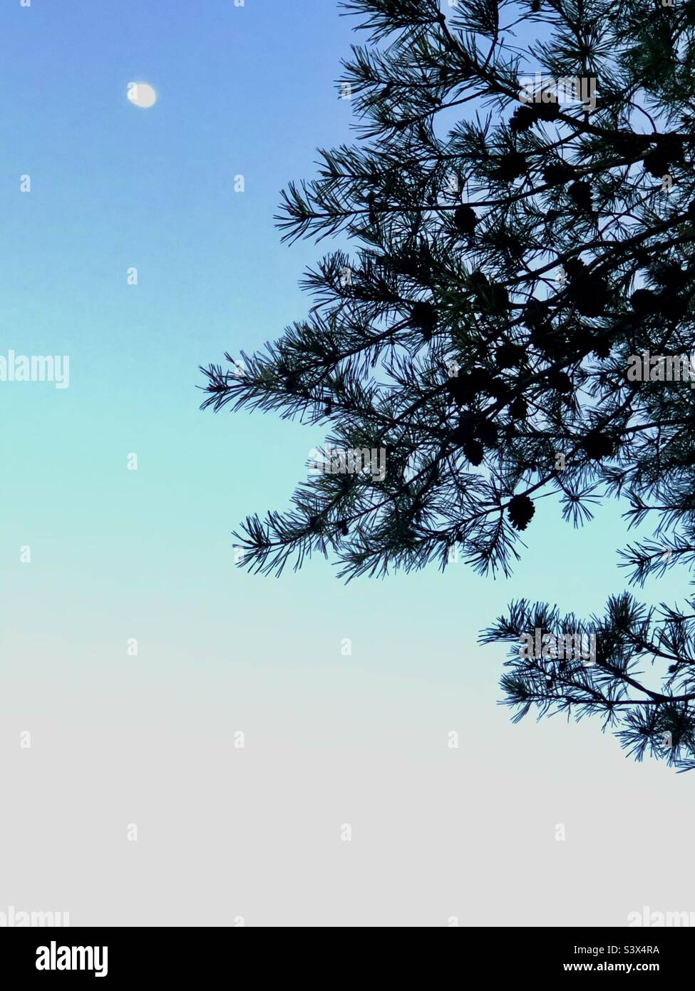 The almost full moon and pine tree Stock Photo - Alamy