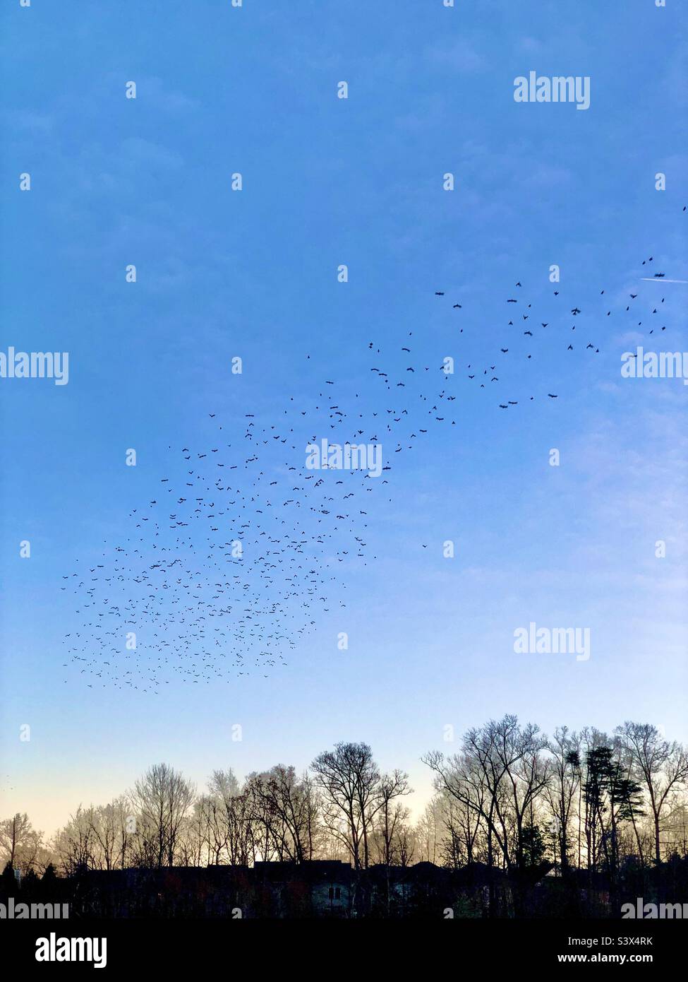 Flock of birds heading south Stock Photo - Alamy