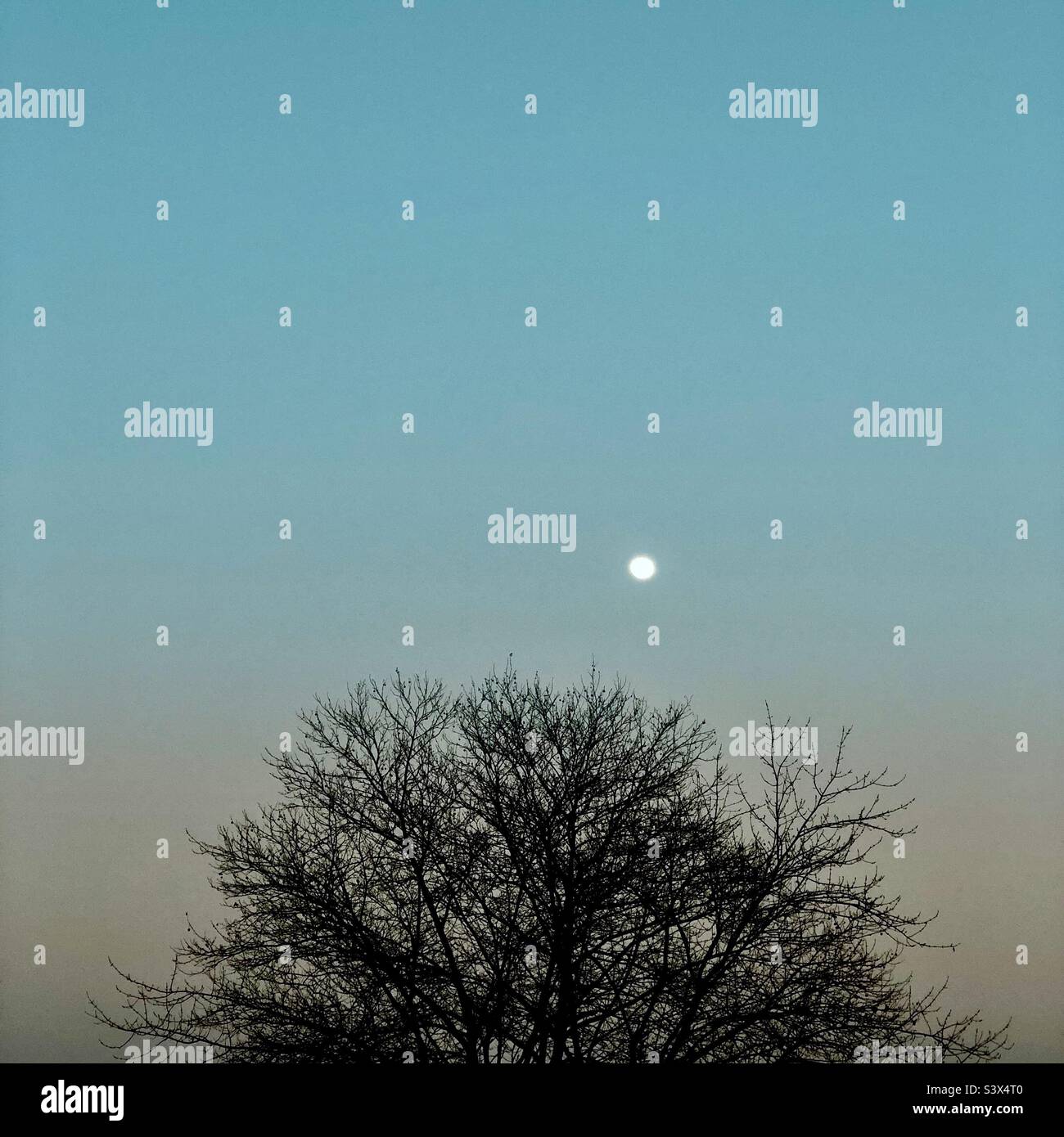 Full moon and single tree Stock Photo - Alamy