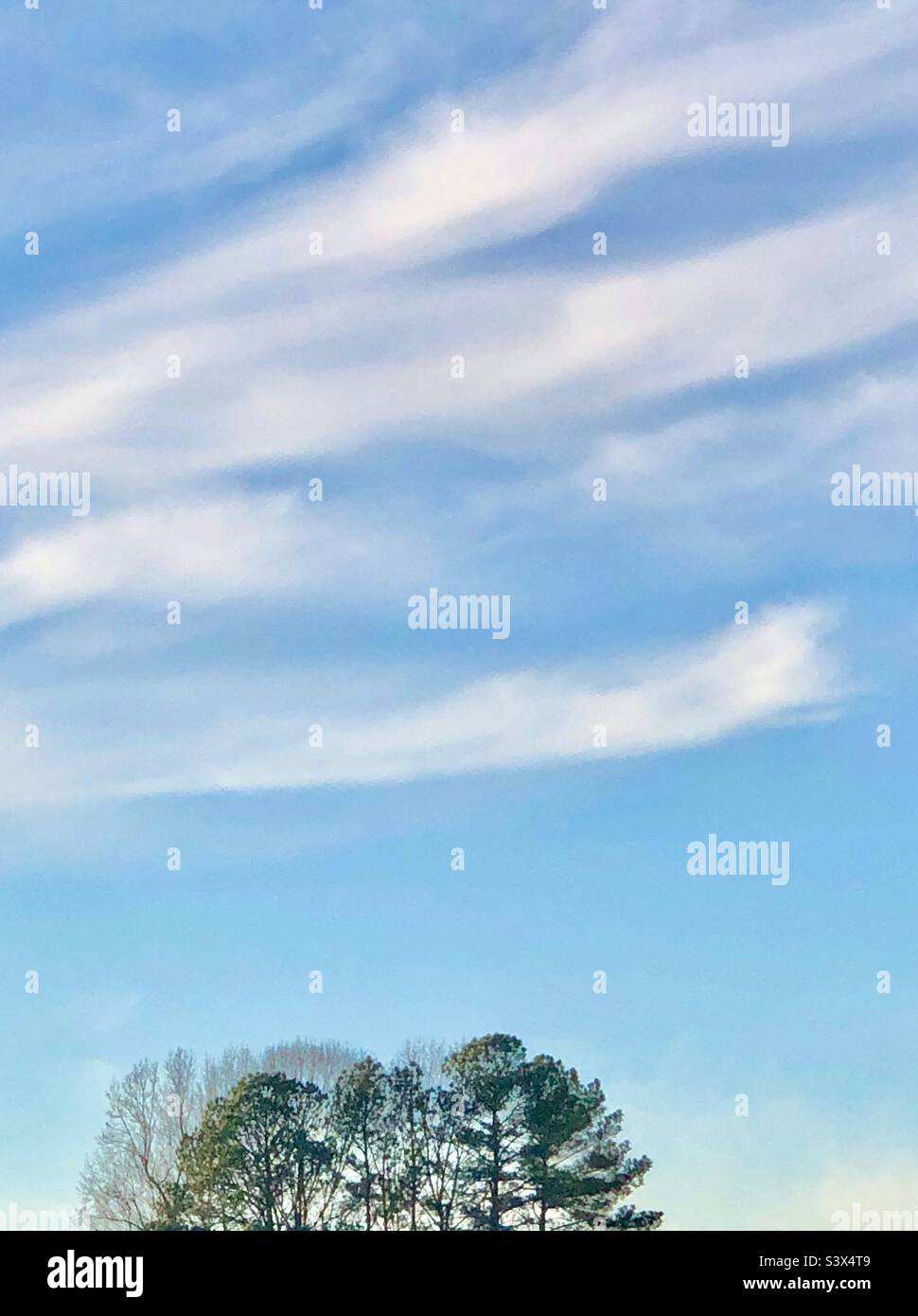 Wispy clouds and trees Stock Photo - Alamy