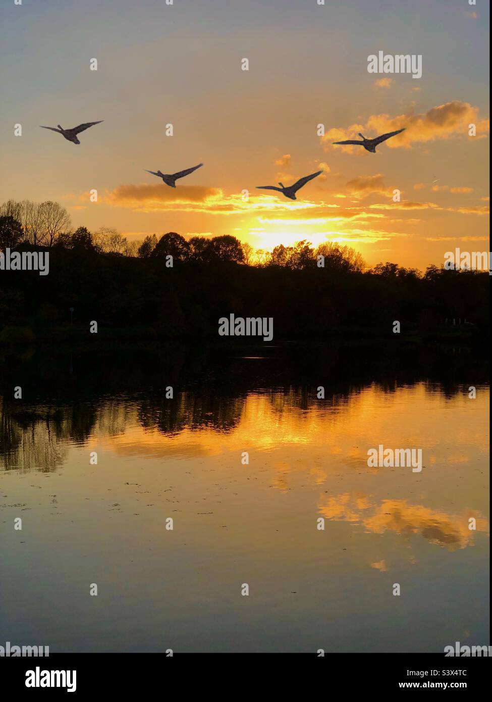 Yellow geese hi-res stock photography and images - Alamy
