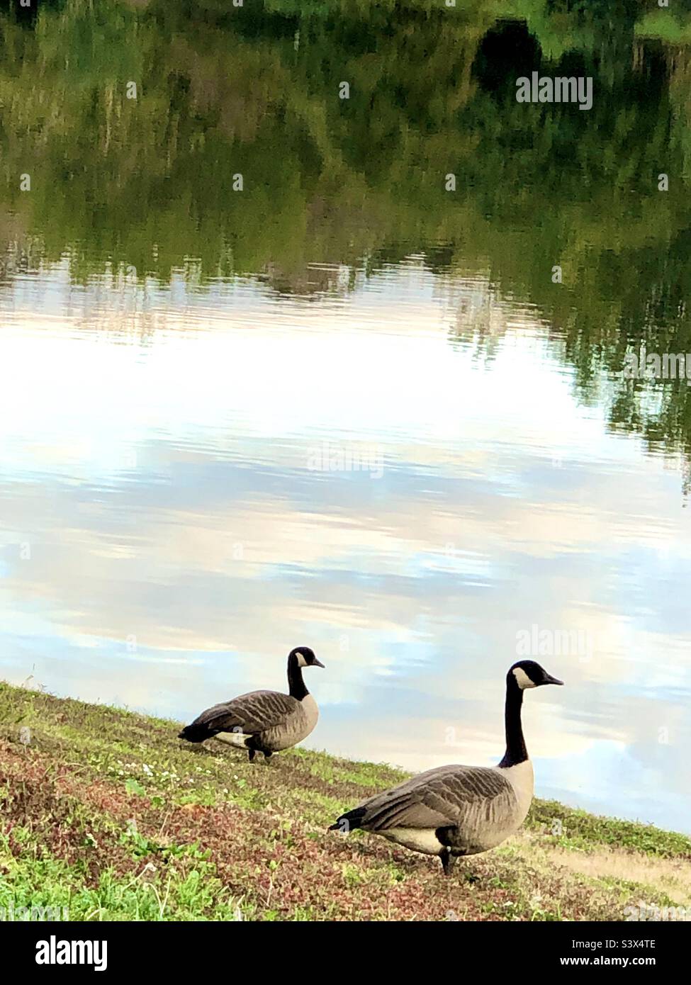 Paired mating hi-res stock photography and images - Alamy