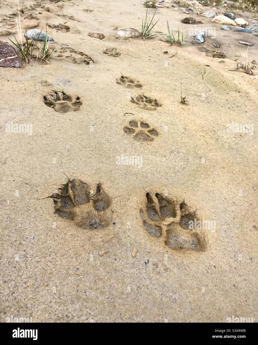 Wolf Tracks In Mud