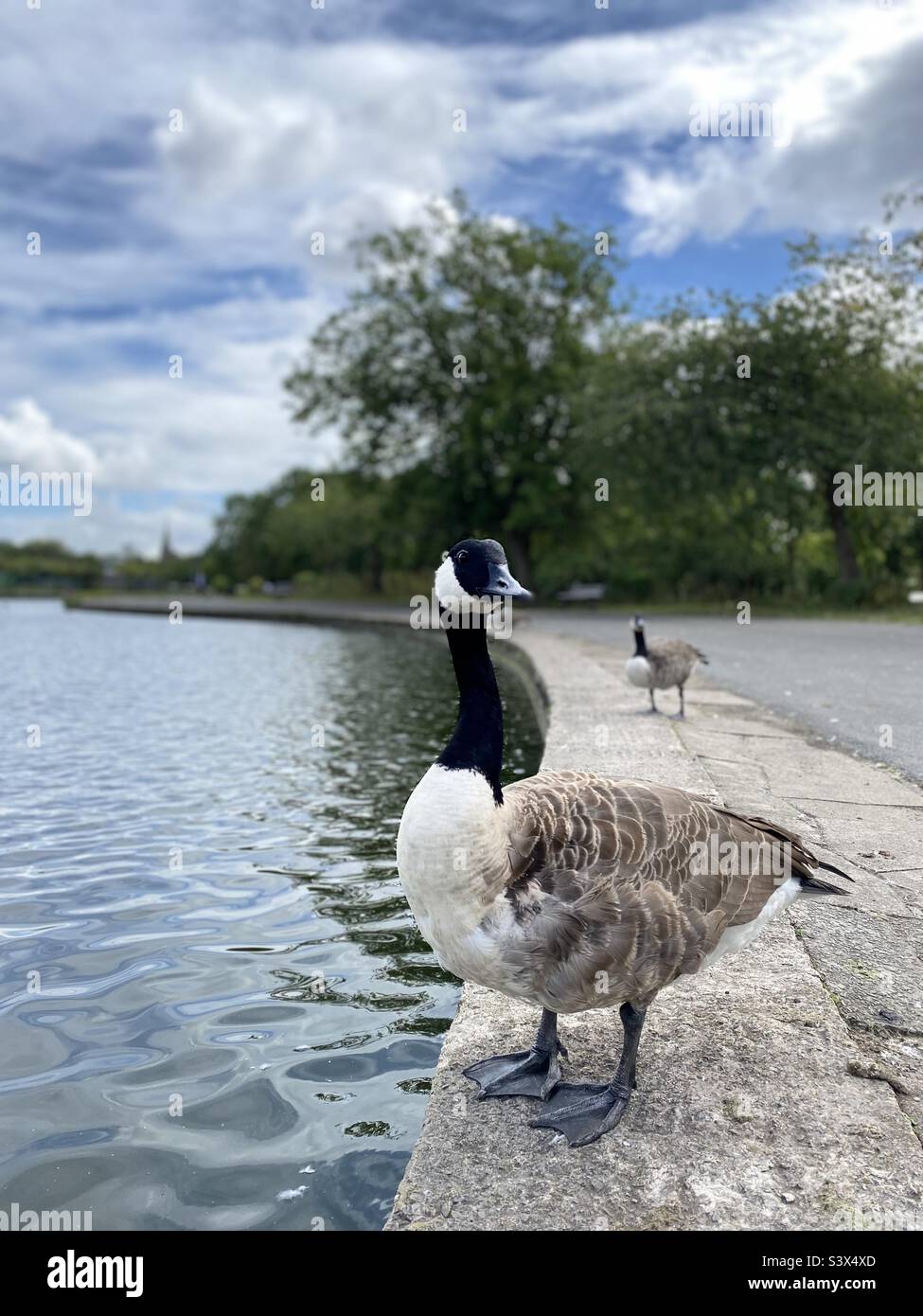Hello duck hi-res stock photography and images - Alamy
