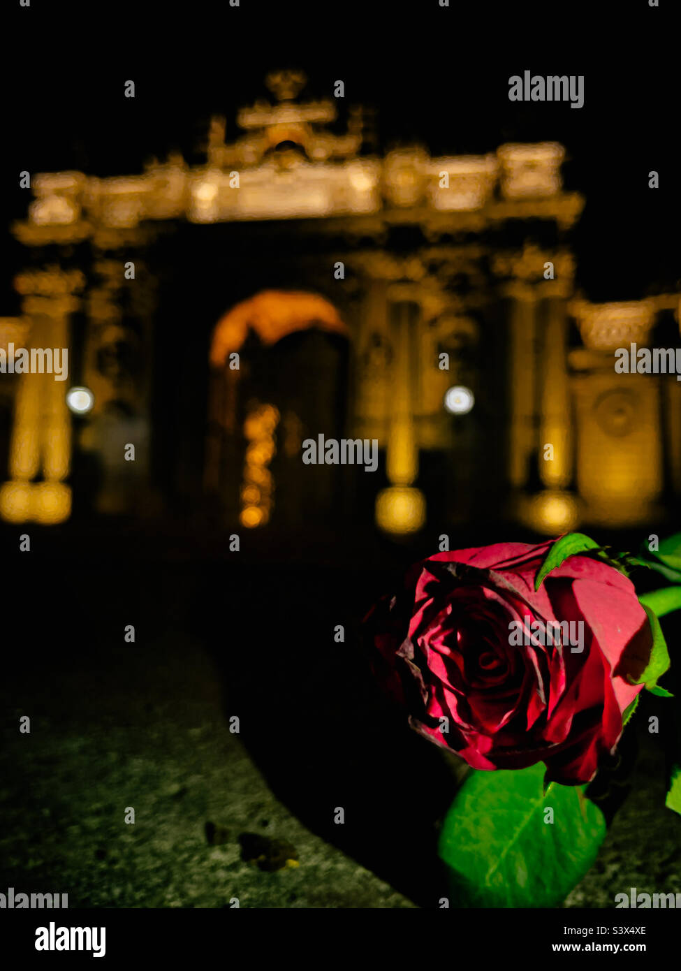 Rose at night hi-res stock photography and images - Alamy
