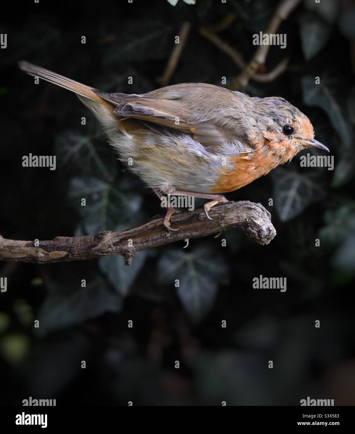 Robin eye hi-res stock photography and images - Alamy