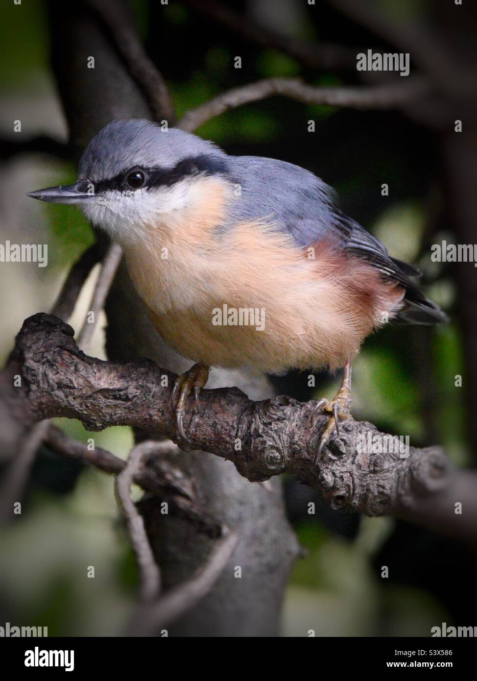 Birding england hi-res stock photography and images - Alamy