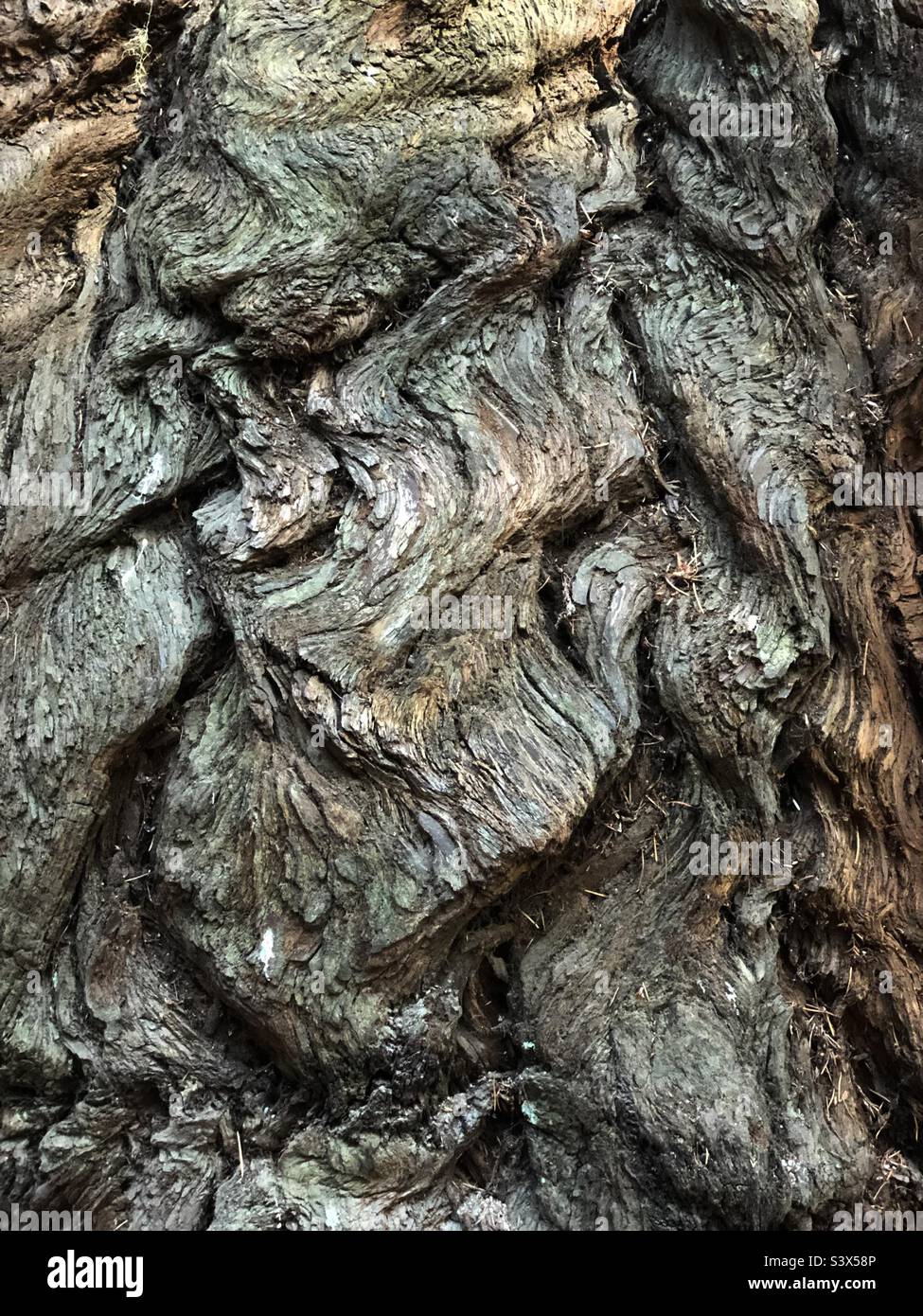 Burled hi-res stock photography and images - Alamy