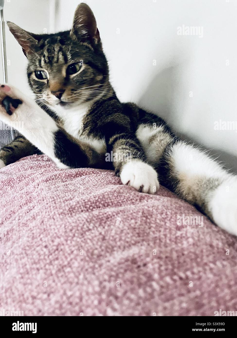Cat looking alarmed at the sight of his own paw! Stock Photo - Alamy