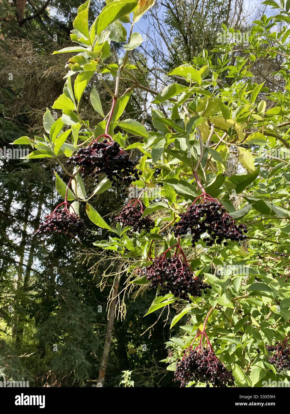 Elder tree hi-res stock photography and images - Alamy
