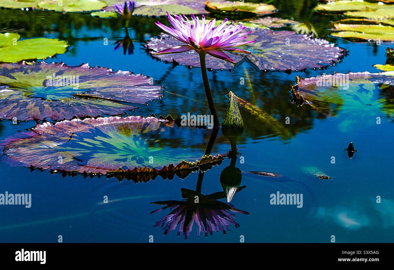 Lily pad flower hi-res stock photography and images - Alamy