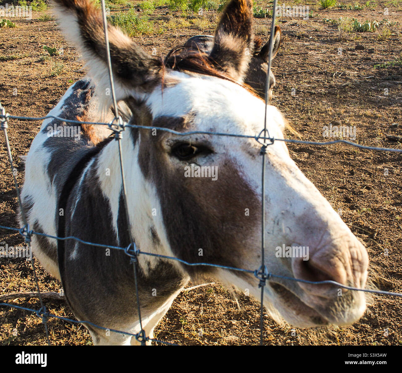 Donkey life hi-res stock photography and images - Alamy