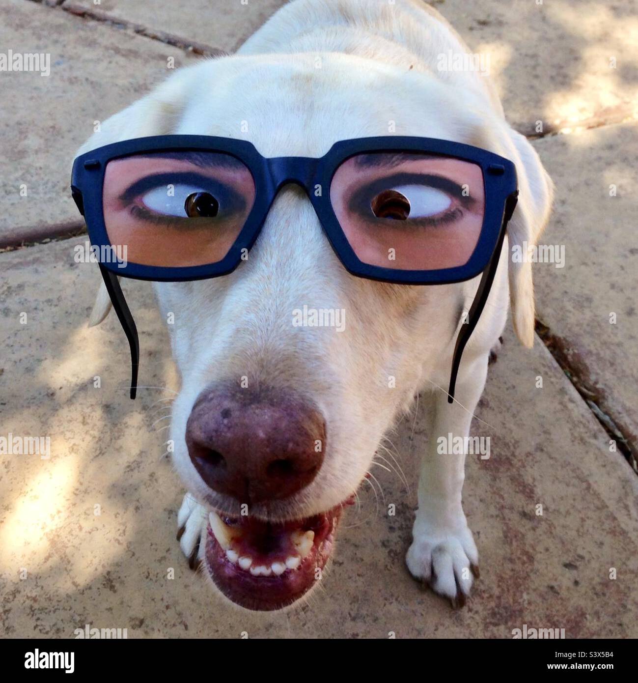 Labrador joke hi-res stock photography and images - Alamy