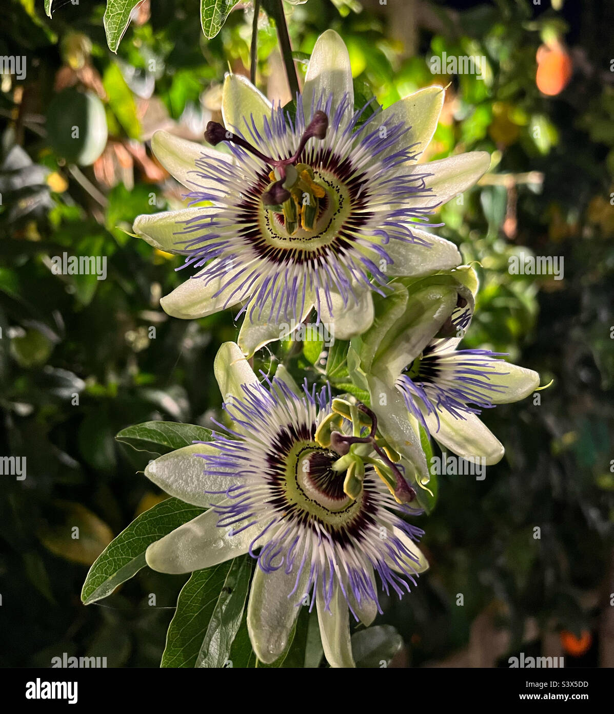 Passionflower leaves hi-res stock photography and images - Alamy