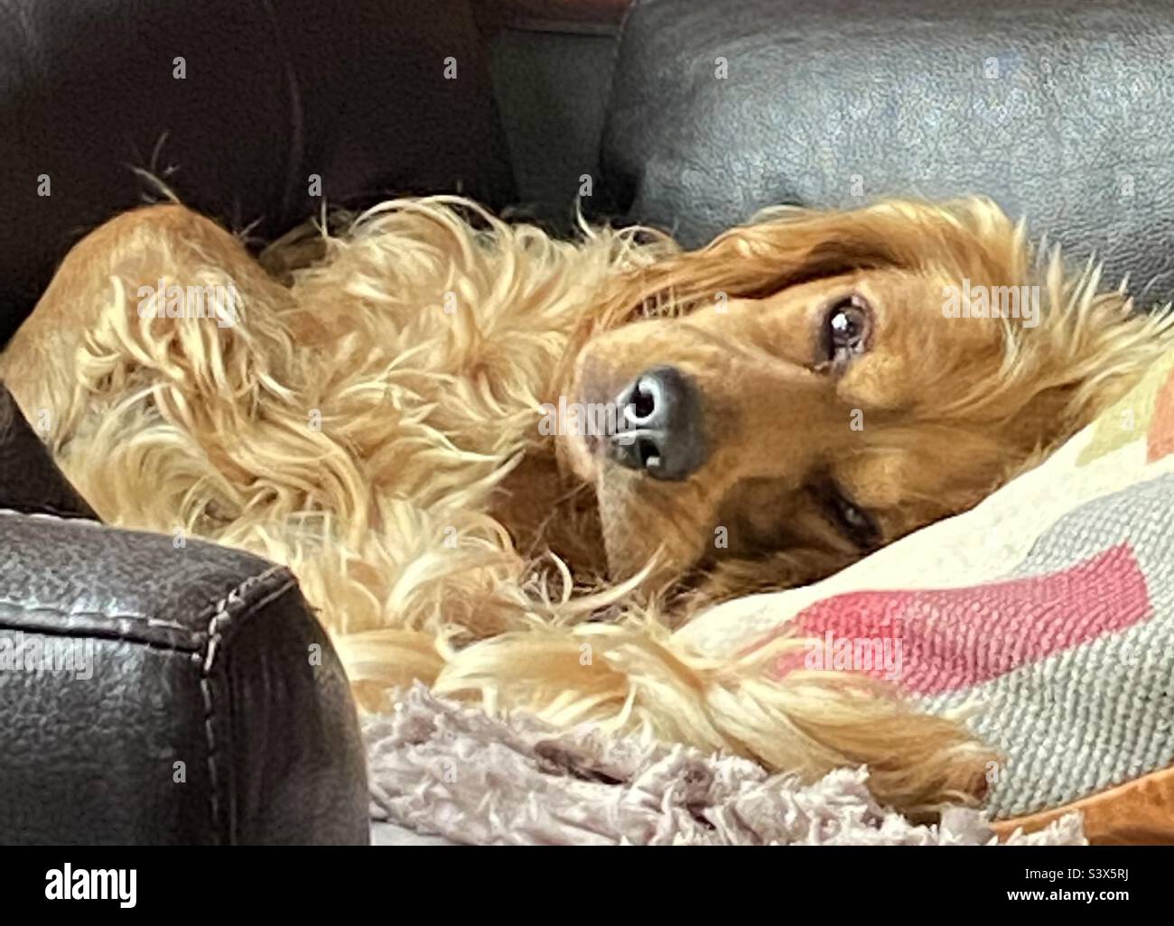 Show cocker spaniel hi-res stock photography and images - Alamy