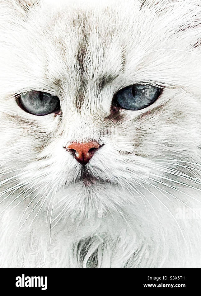 Stare cat hi-res stock photography and images - Alamy