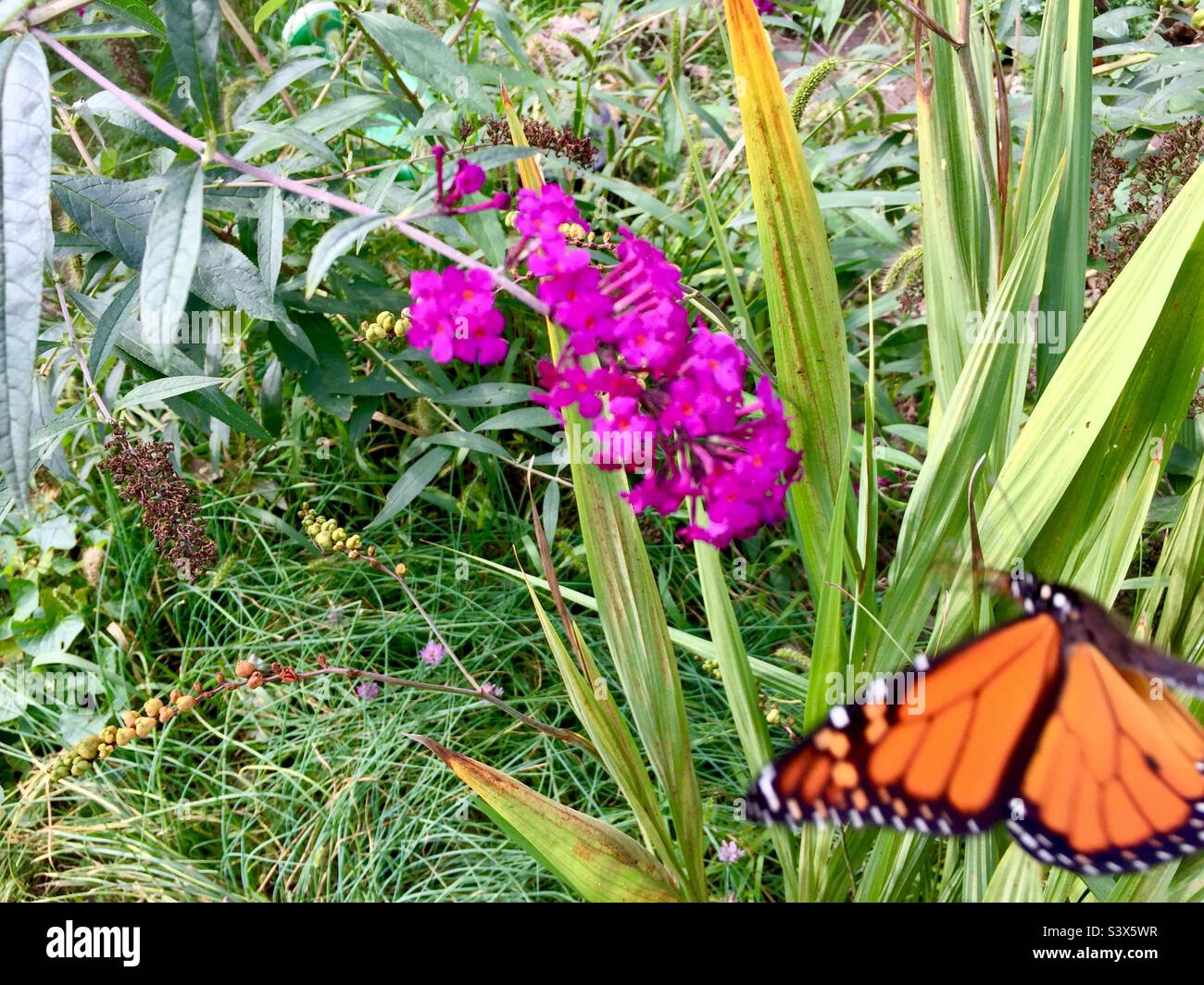 A Monarch butterfly approaching a Buddleja plant in bloom. Nature ...
