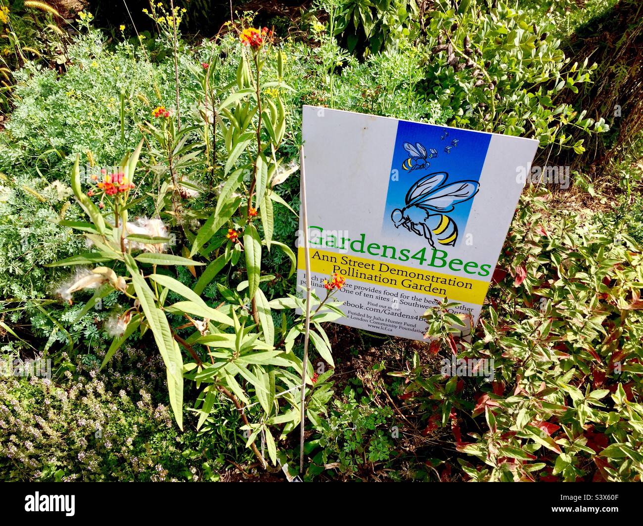 Garden for bees inside a Community Garden Stock Photo - Alamy