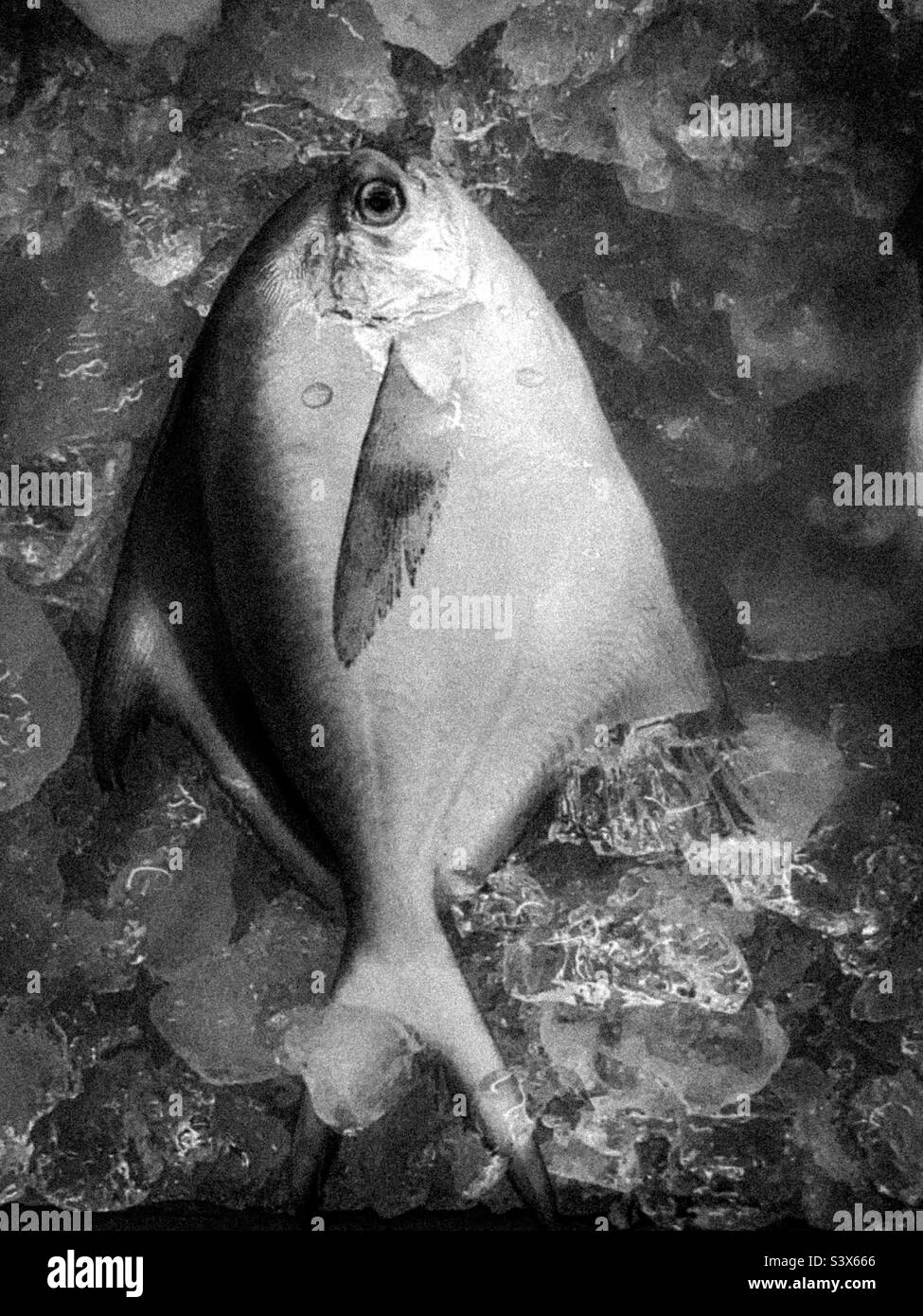 Chilled fish hi-res stock photography and images - Alamy