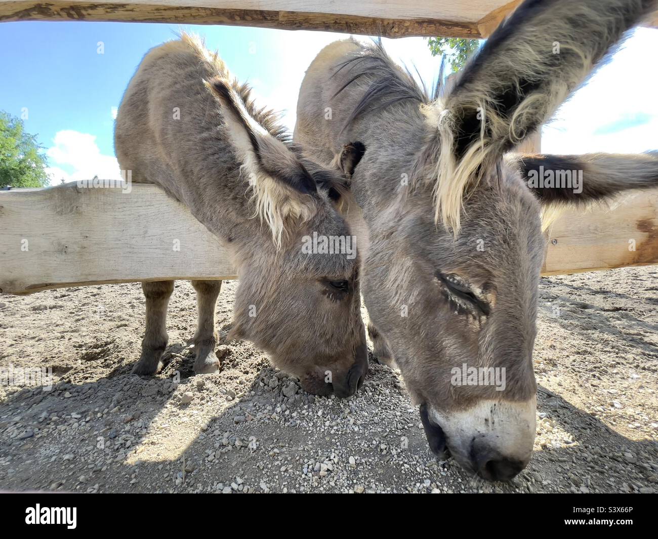 Donkeys behind fence hi-res stock photography and images - Alamy