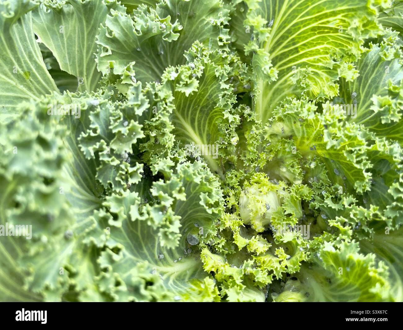 Full shot leaves hi-res stock photography and images - Alamy