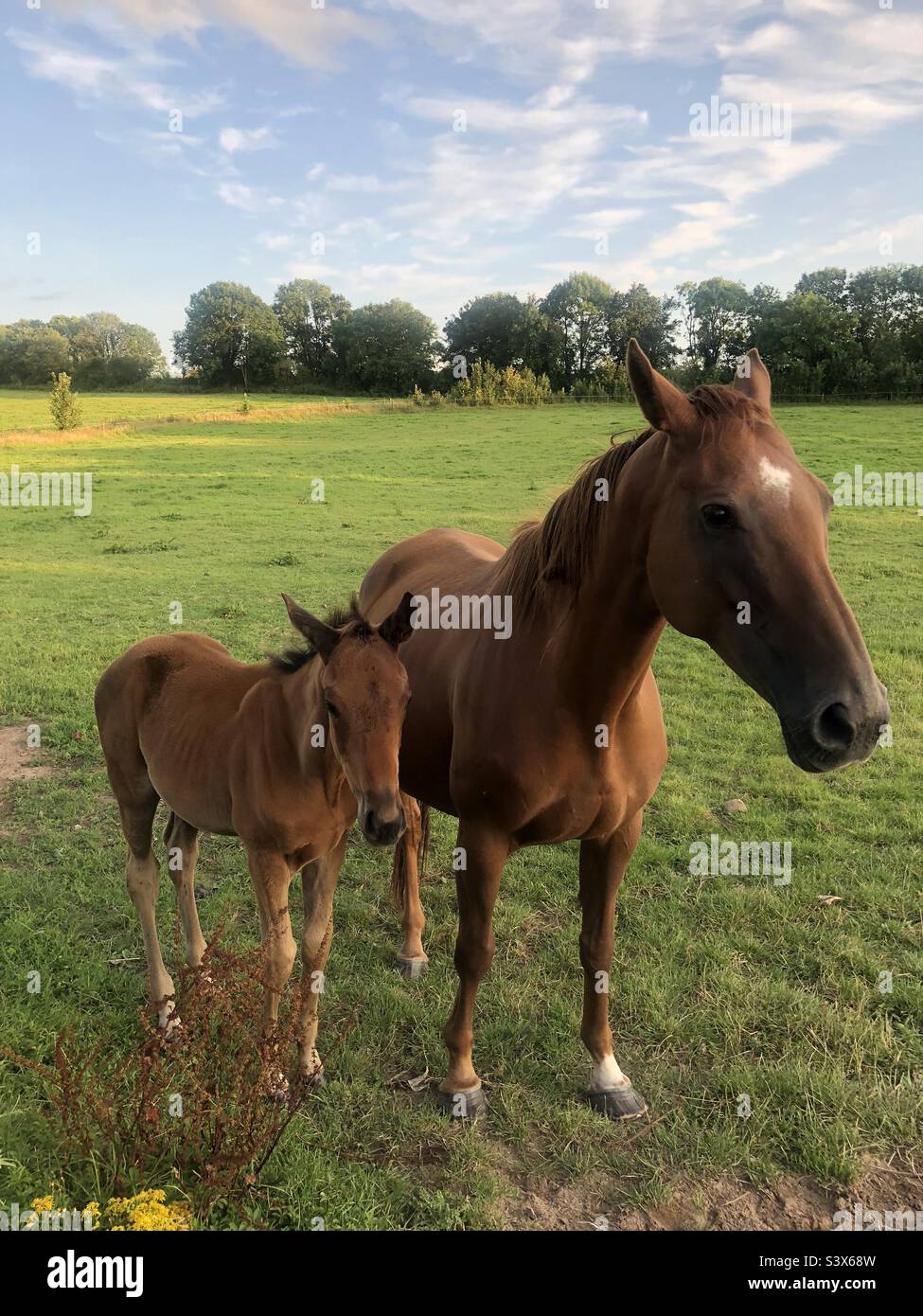 Horses in Ireland Stock Photo - Alamy