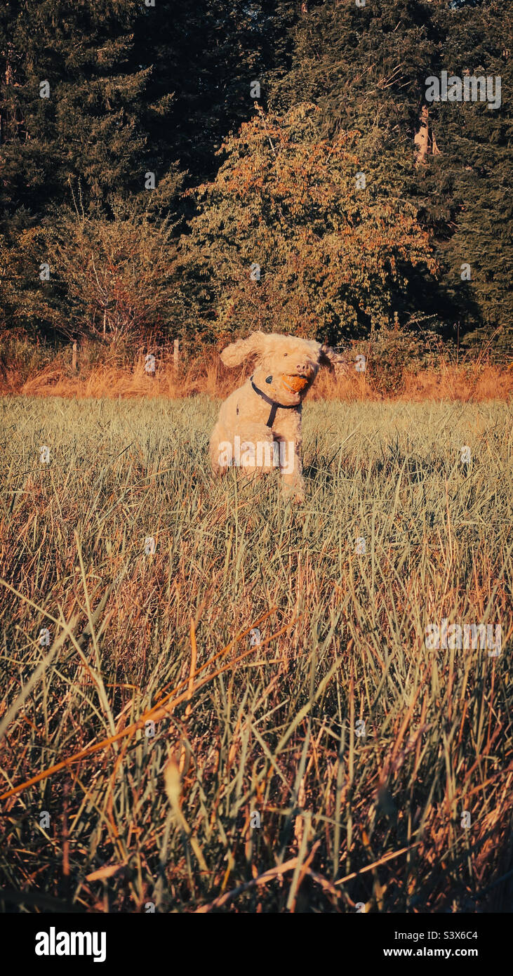 Dog Running Through Field Stock Photo - Alamy