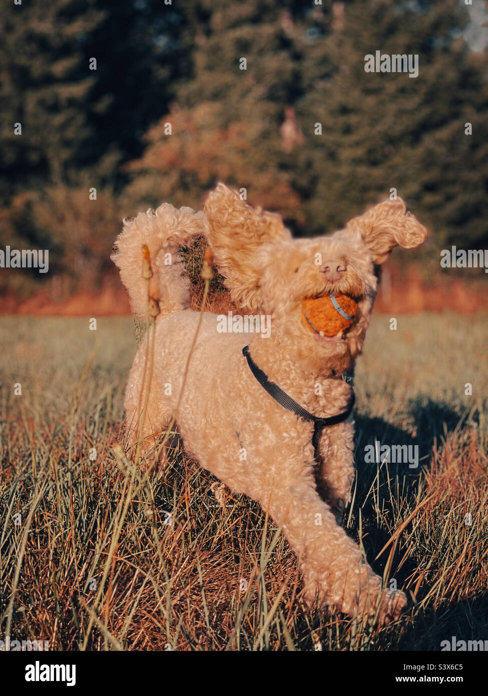 Ears up dog hi-res stock photography and images - Alamy