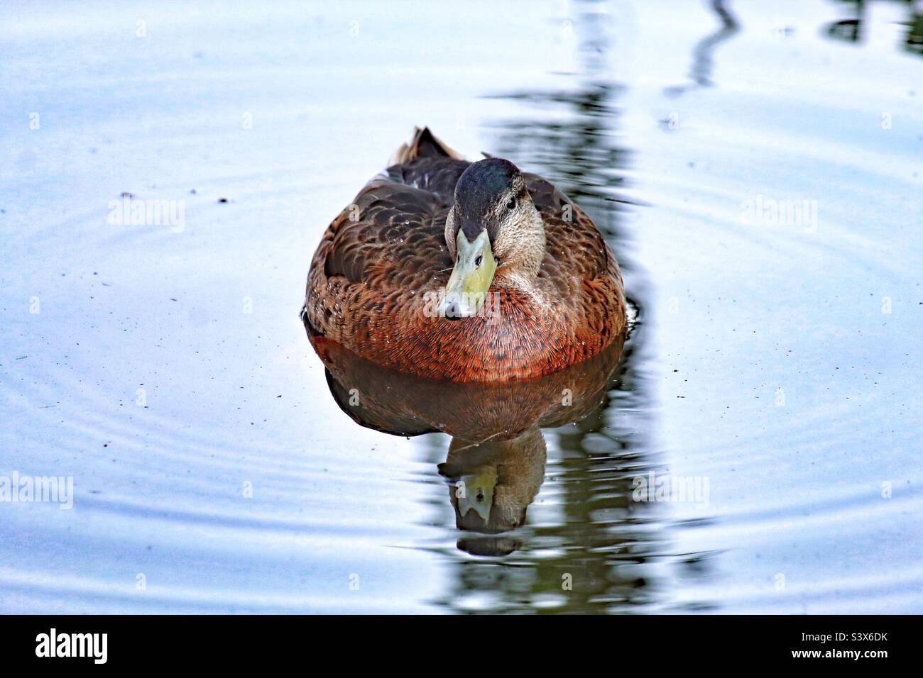 A beautiful mallard duck on a calm a tranquil lake during the summer ...