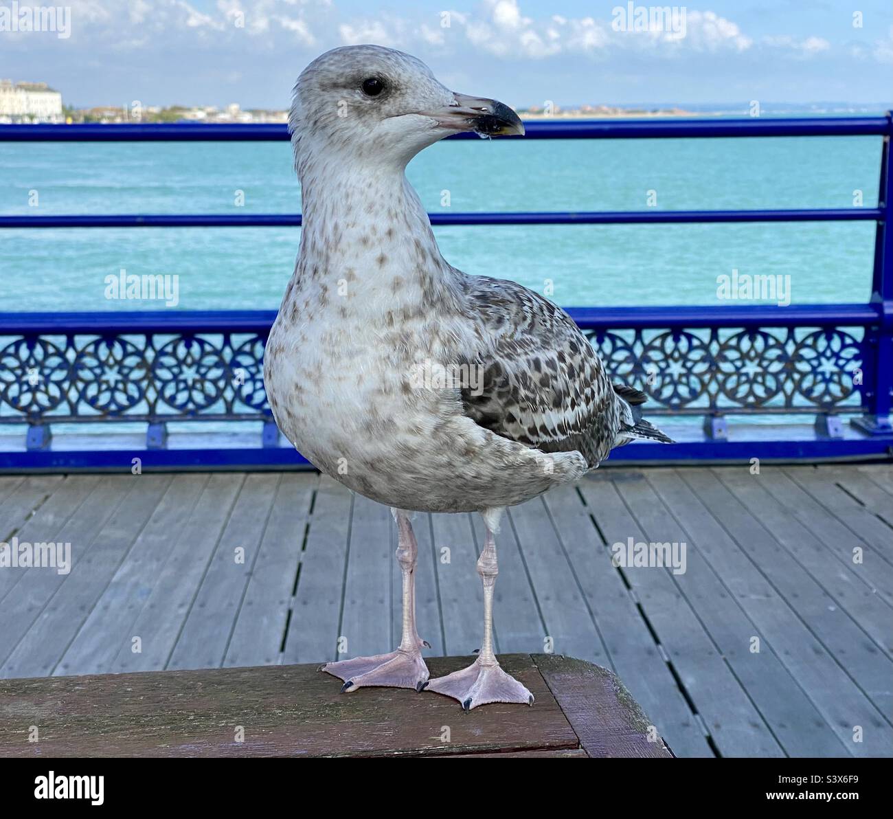 Juvenile seagull hi-res stock photography and images - Alamy