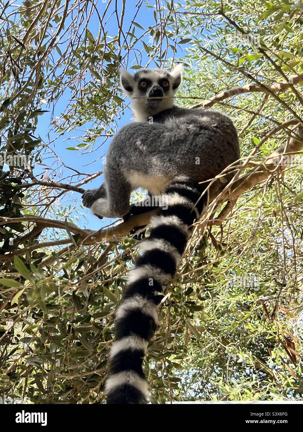Lemur in tree hi-res stock photography and images - Alamy