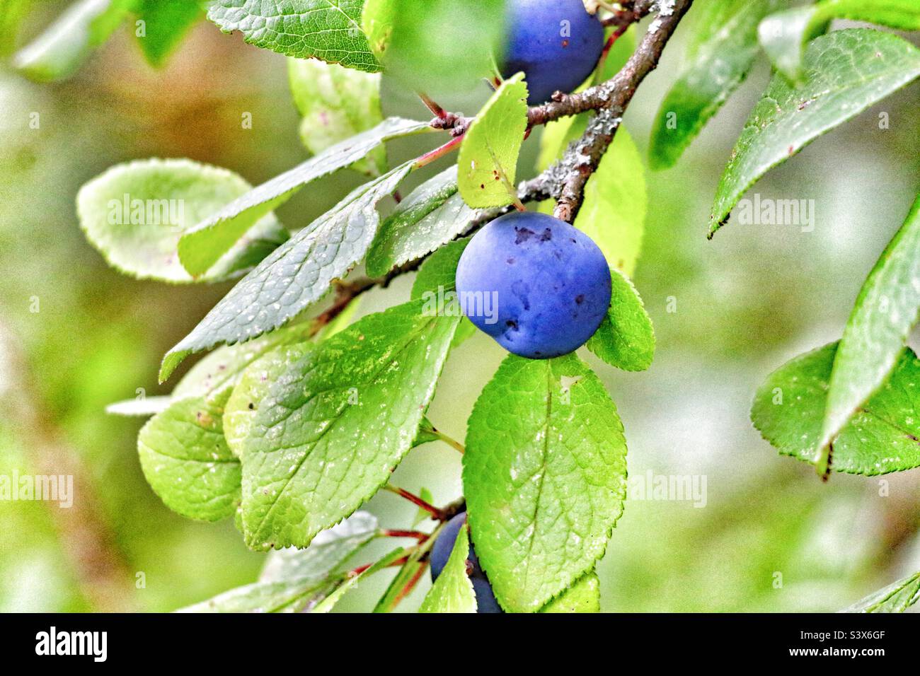 A closeup of plums growing on a tree. This fruit is not quite ready to ...