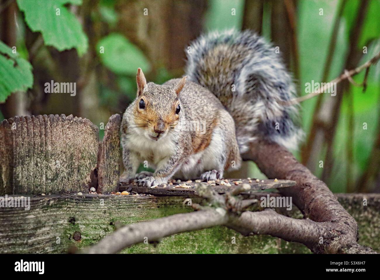 A beautiful image of a wild squirrel in the forest. This animal is ...