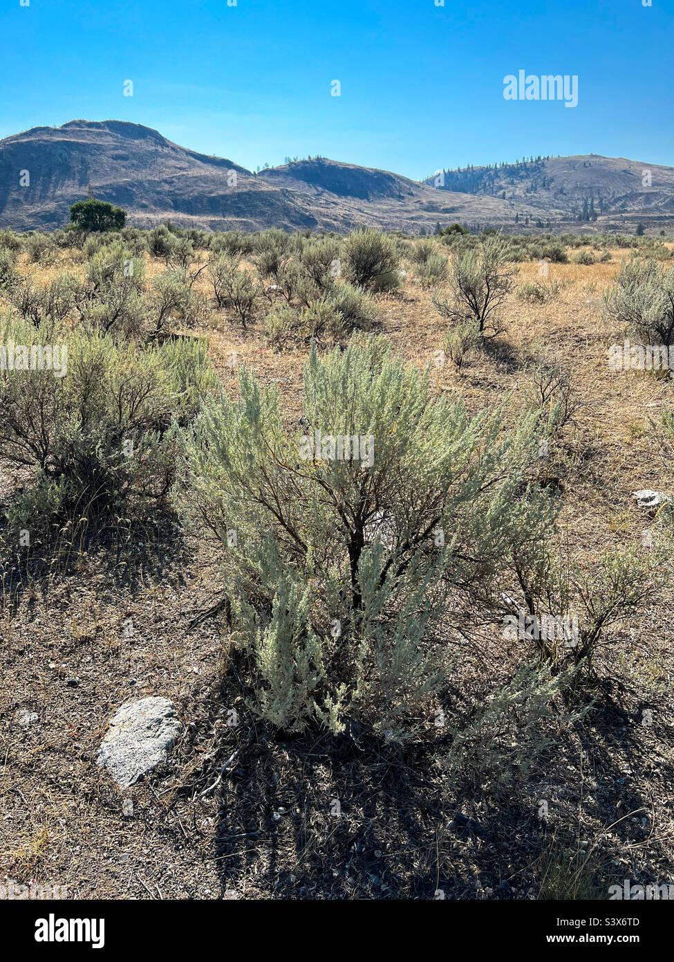Sagebrush desert hi-res stock photography and images - Alamy